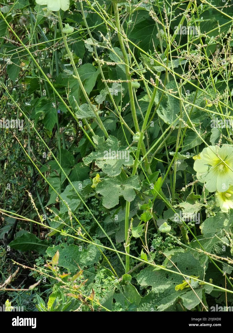 Russian Hollyhock (Alcea rugosa Stock Photo - Alamy