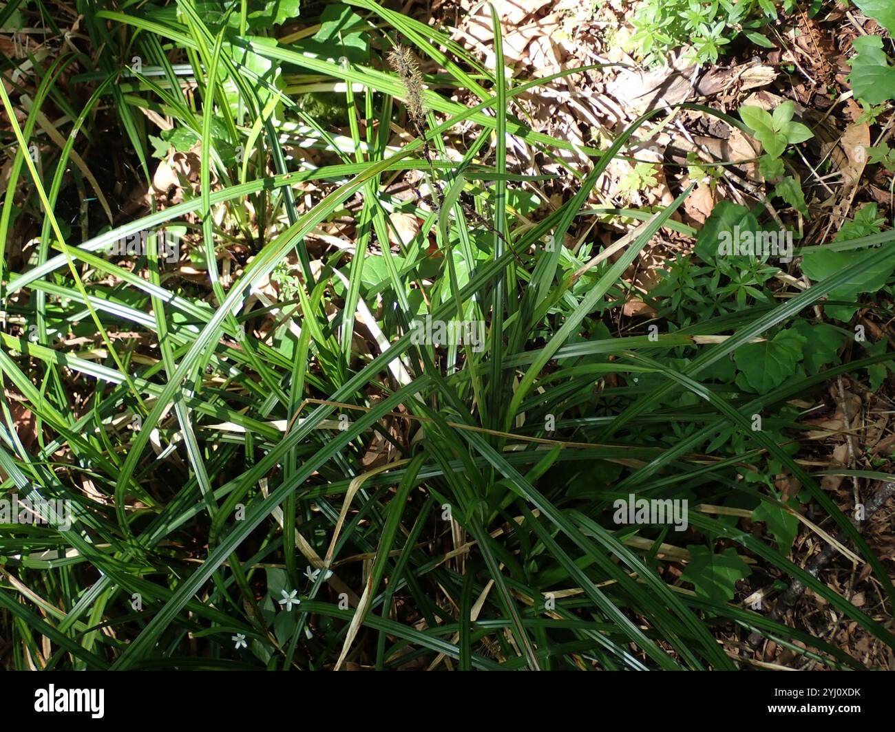 true sedges (Carex Stock Photo - Alamy