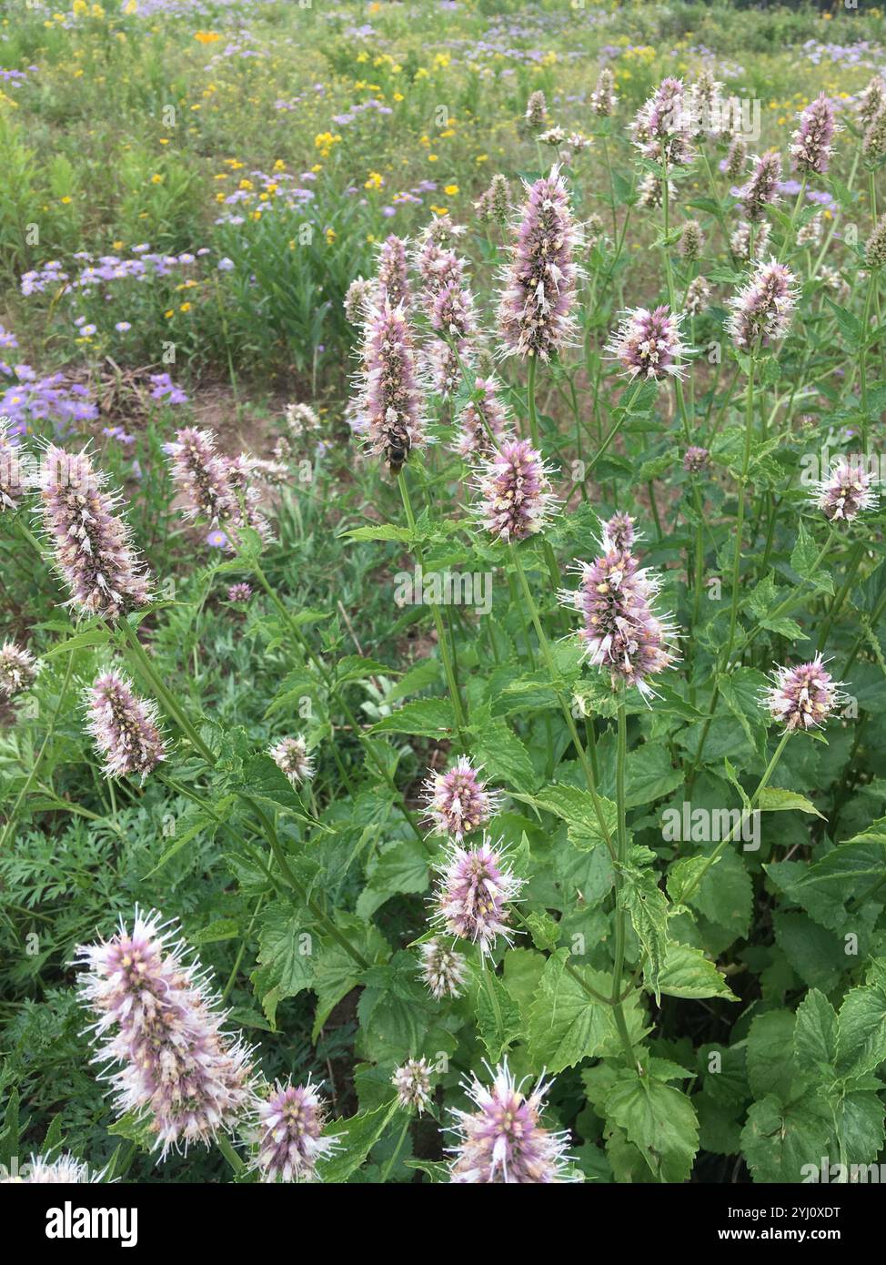 nettle-leaf giant hyssop (Agastache urticifolia Stock Photo - Alamy