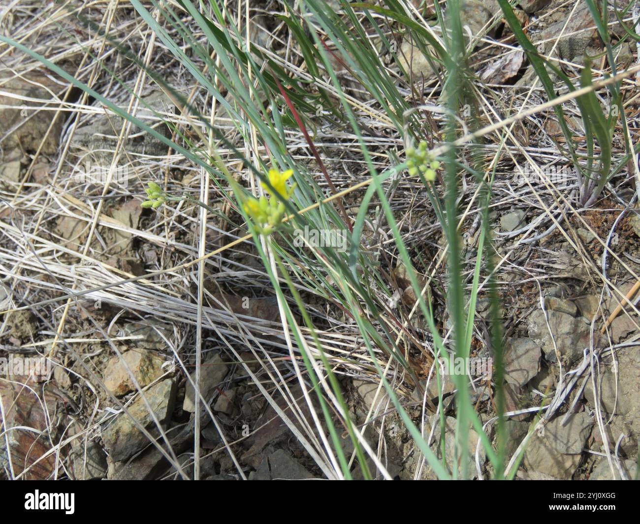 Douglas' Bladderpod (Physaria douglasii Stock Photo - Alamy