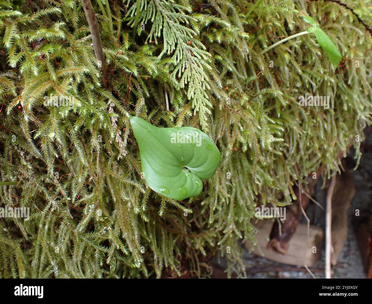 Western Lily of the Valley (Maianthemum dilatatum Stock Photo - Alamy