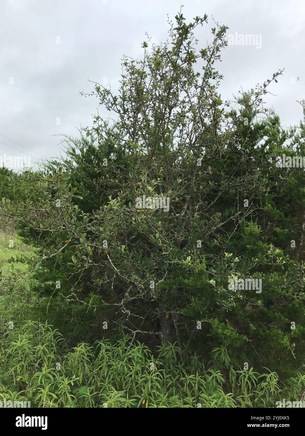 Bumelia hi-res stock photography and images - Alamy