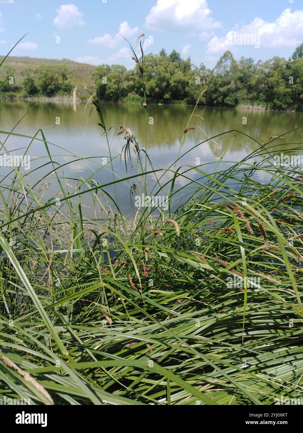 slender tufted-sedge (Carex acuta Stock Photo - Alamy