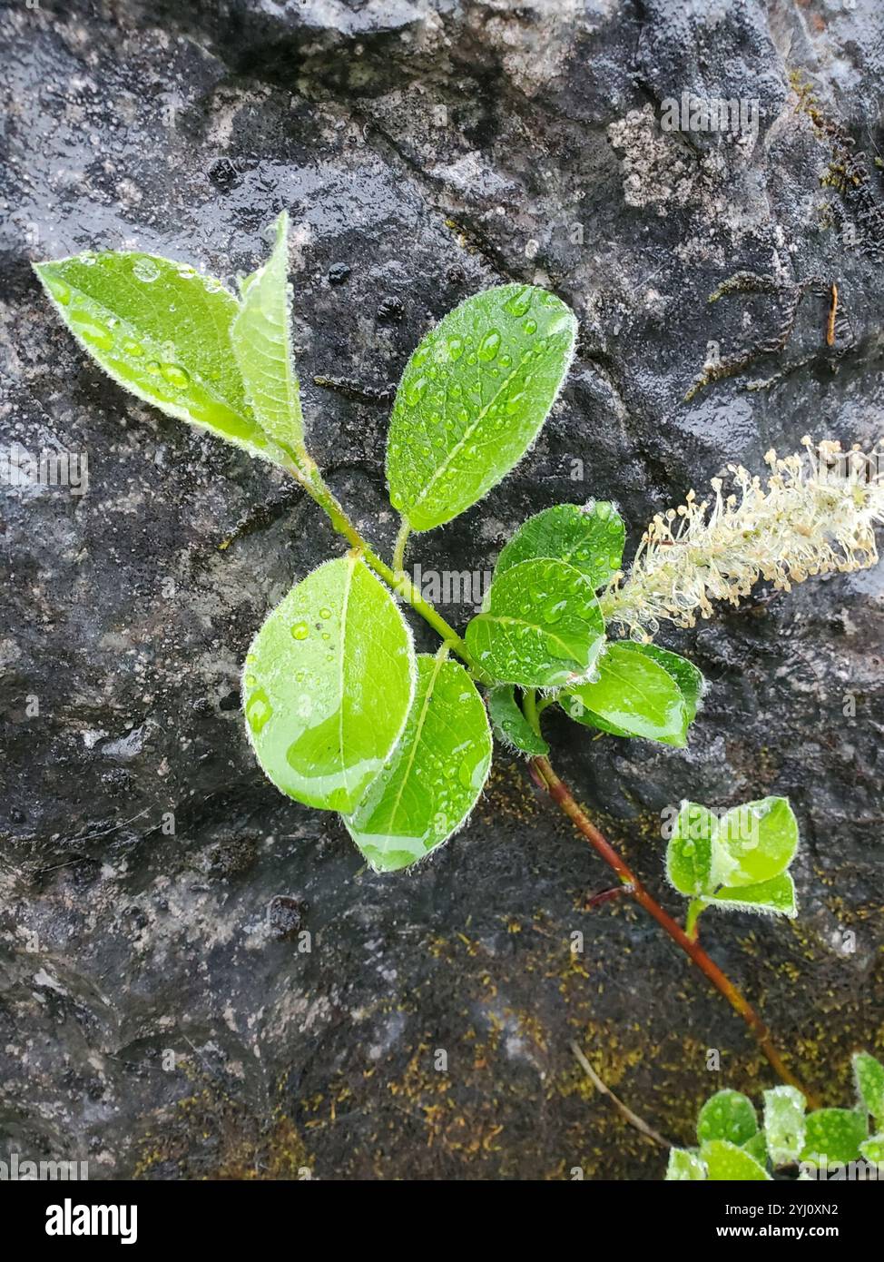 arctic willow (Salix arctica Stock Photo - Alamy