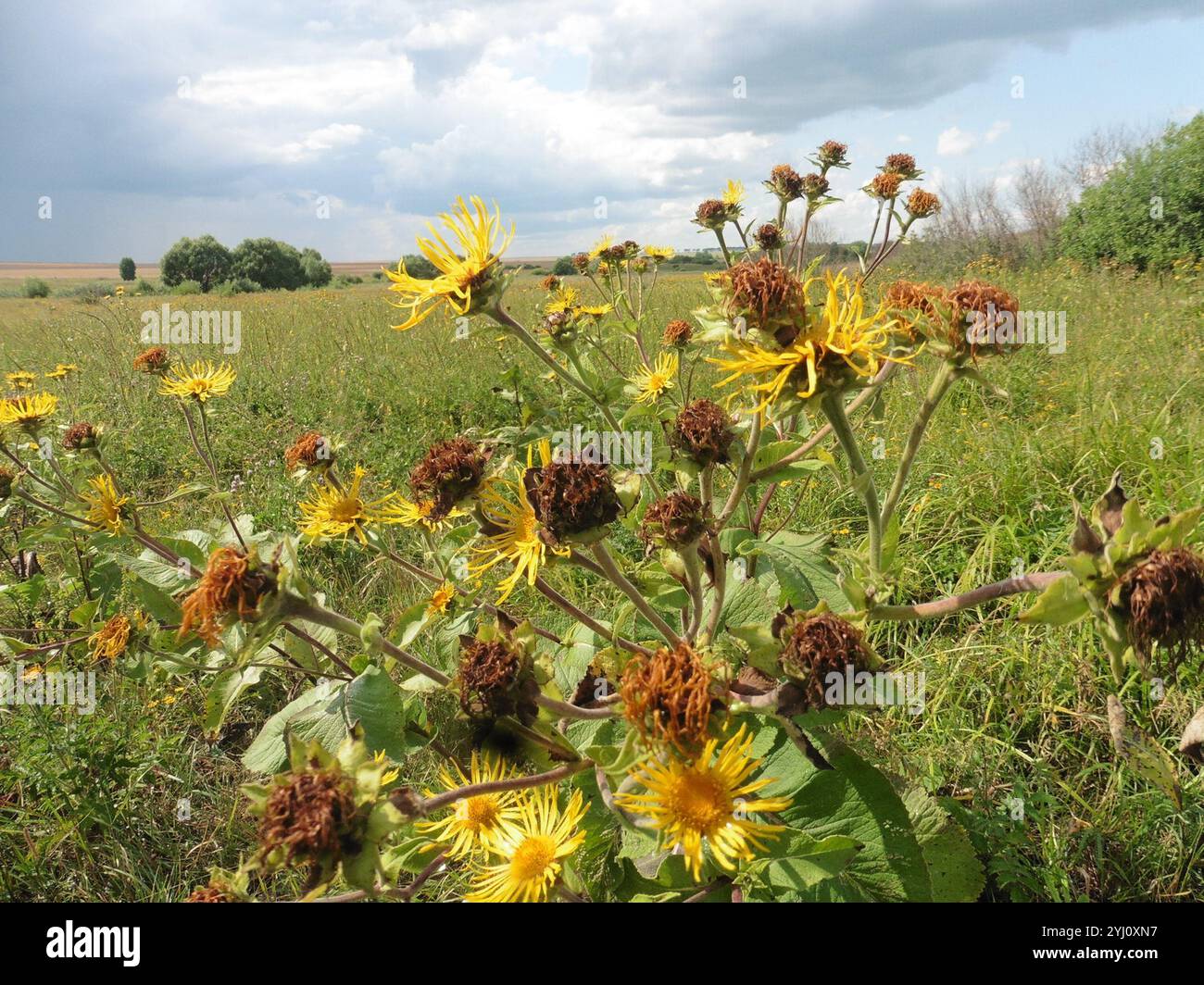 Elecampane (Inula helenium Stock Photo - Alamy