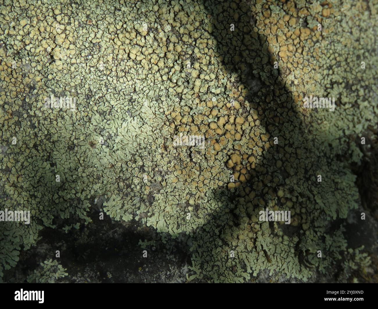 rim lichens, disc lichens, and allies (Lecanoraceae Stock Photo - Alamy