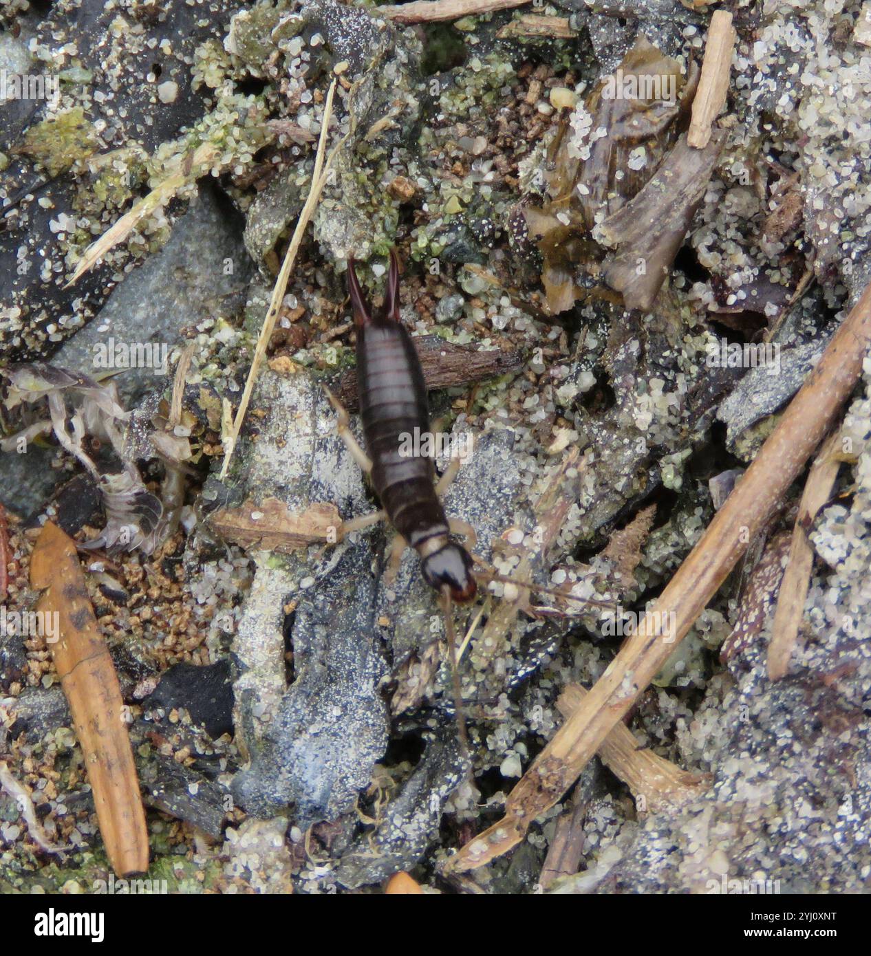 Maritime Earwig (Anisolabis maritima Stock Photo - Alamy