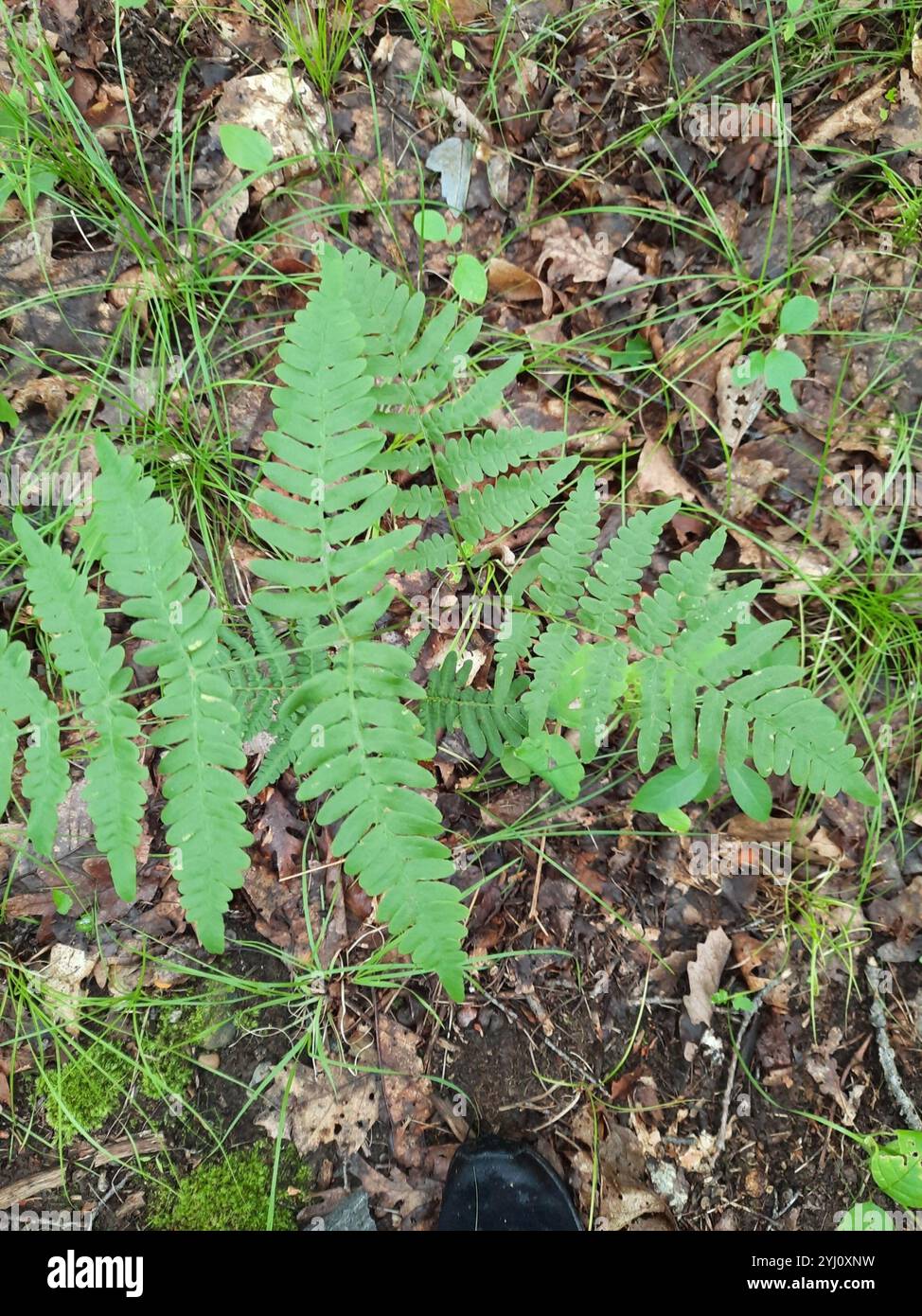 eagle fern (Pteridium aquilinum latiusculum Stock Photo - Alamy