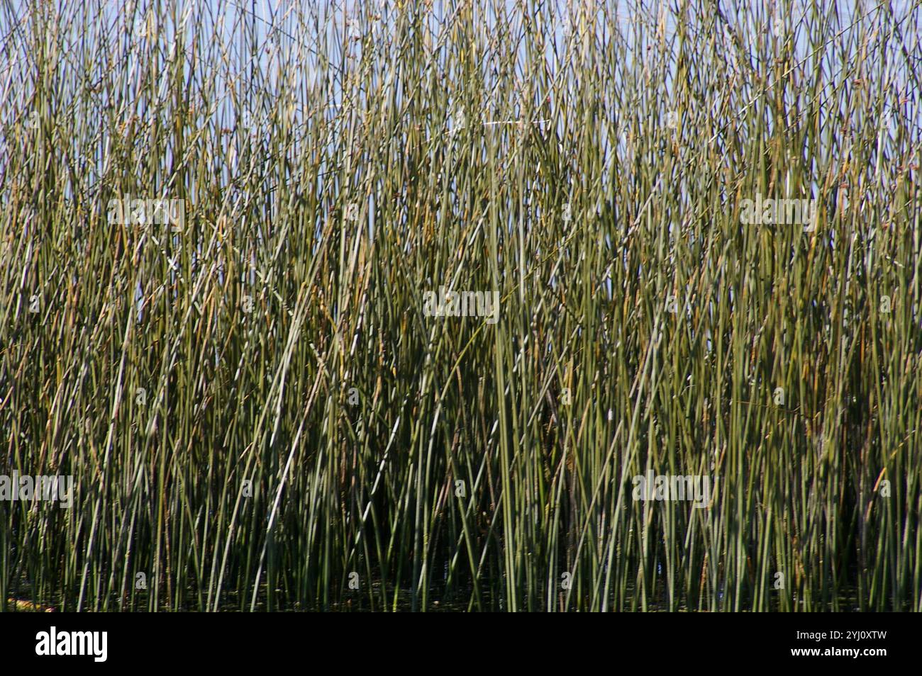 California bulrush (Schoenoplectus californicus Stock Photo - Alamy