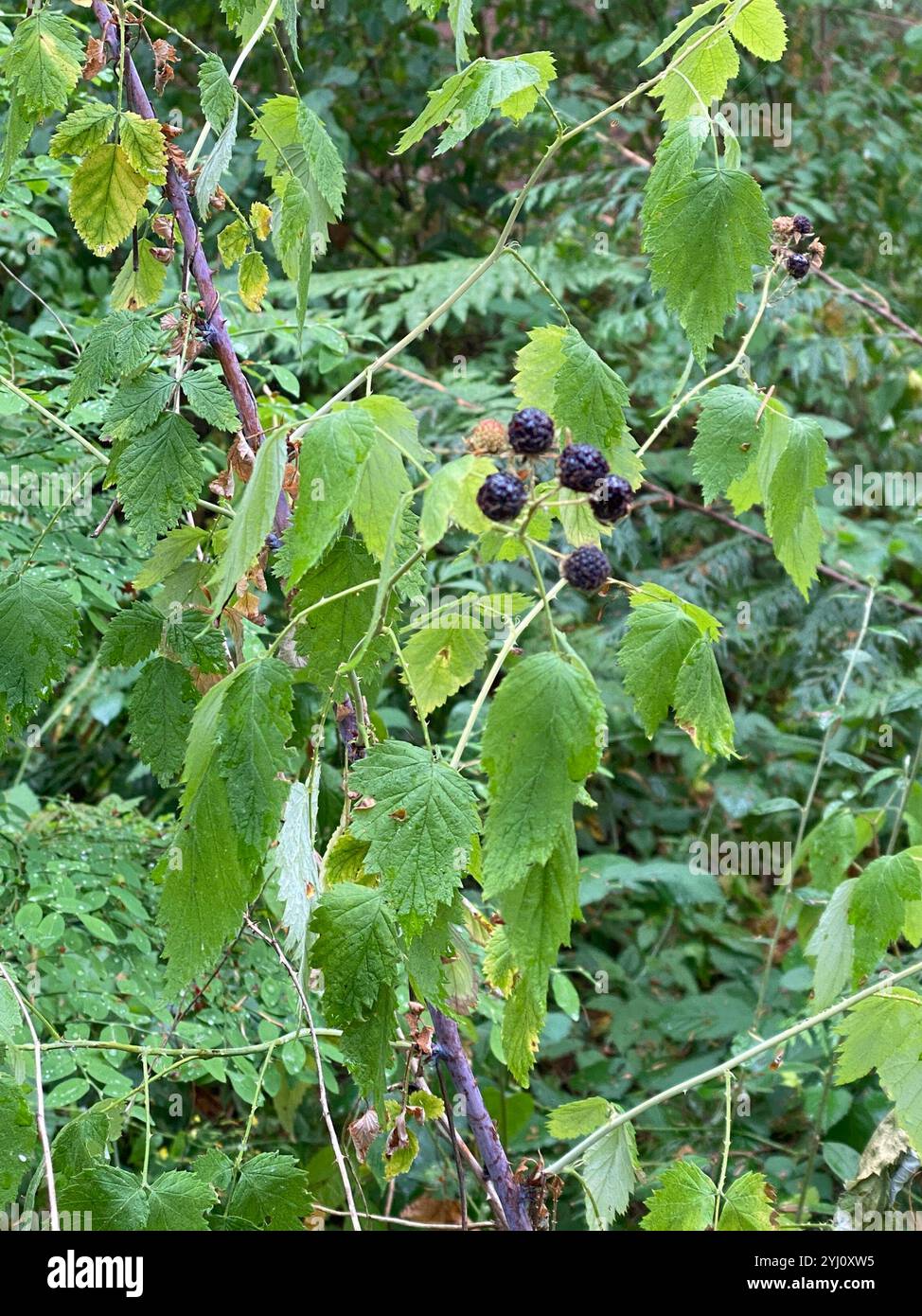 whitebark raspberry (Rubus leucodermis Stock Photo - Alamy