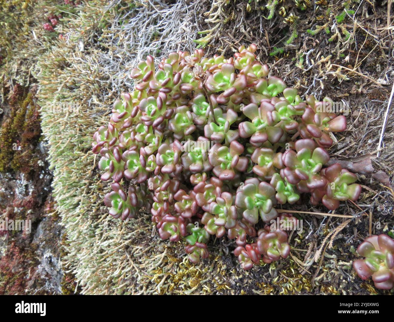 Oregon Stonecrop (Sedum oreganum Stock Photo - Alamy