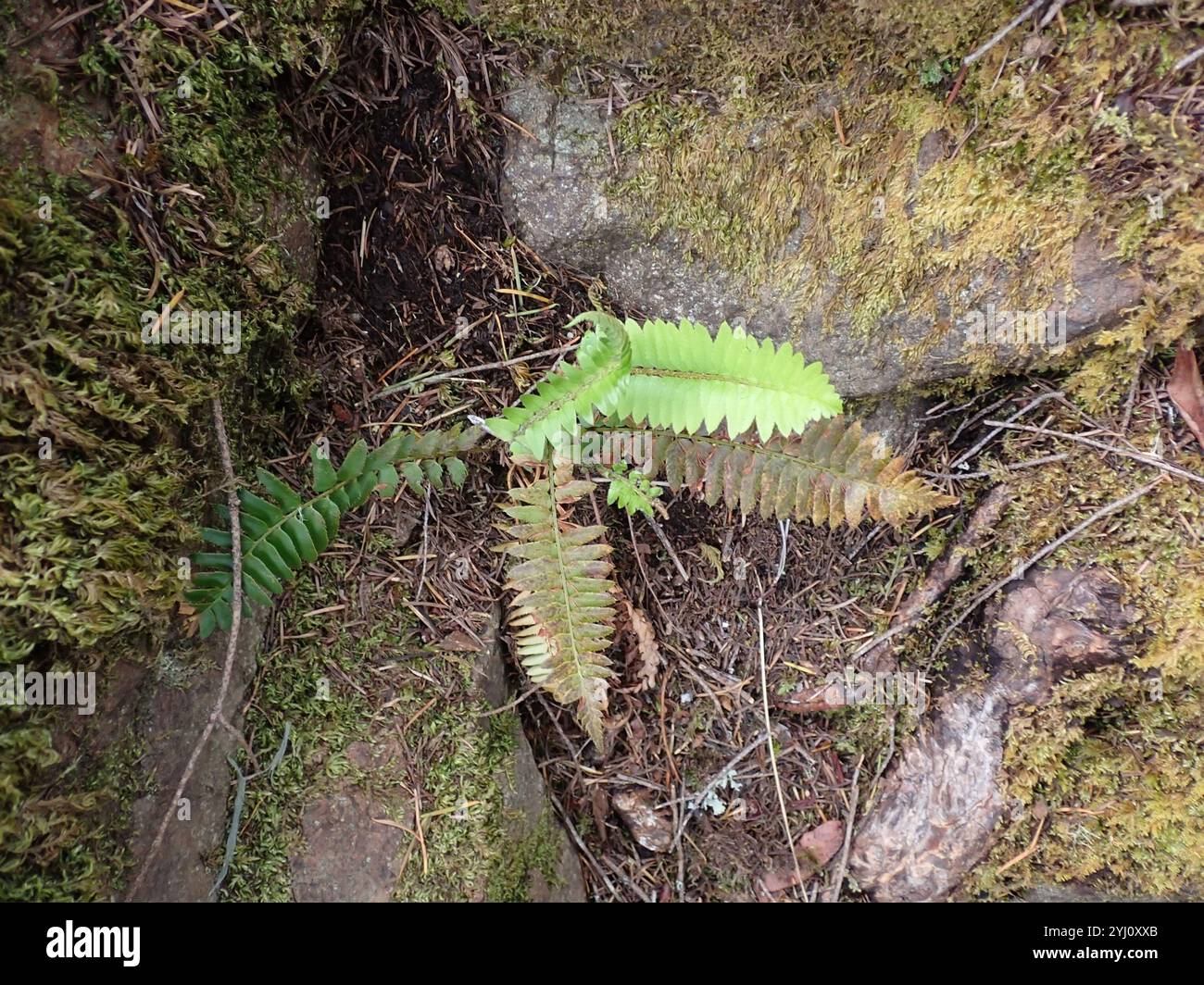 shield ferns (Polystichum Stock Photo - Alamy