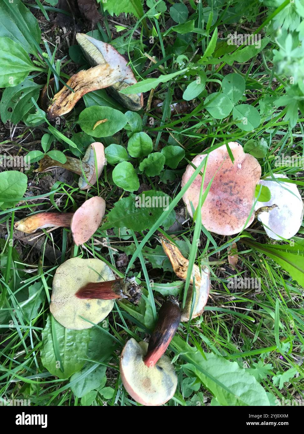 Ruby Bolete (Hortiboletus rubellus Stock Photo - Alamy