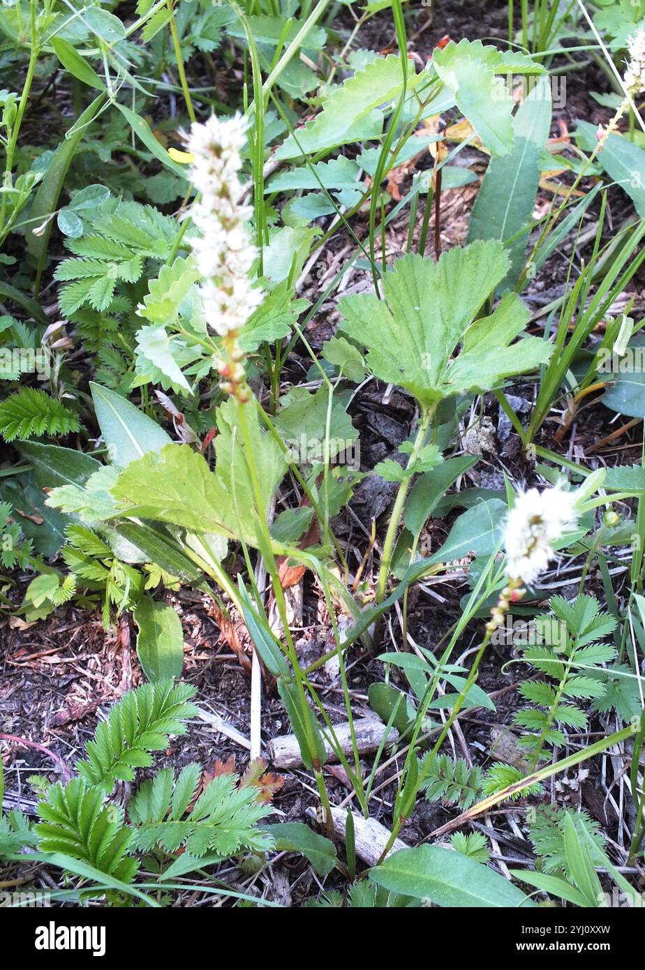 alpine bistort (Bistorta vivipara Stock Photo - Alamy