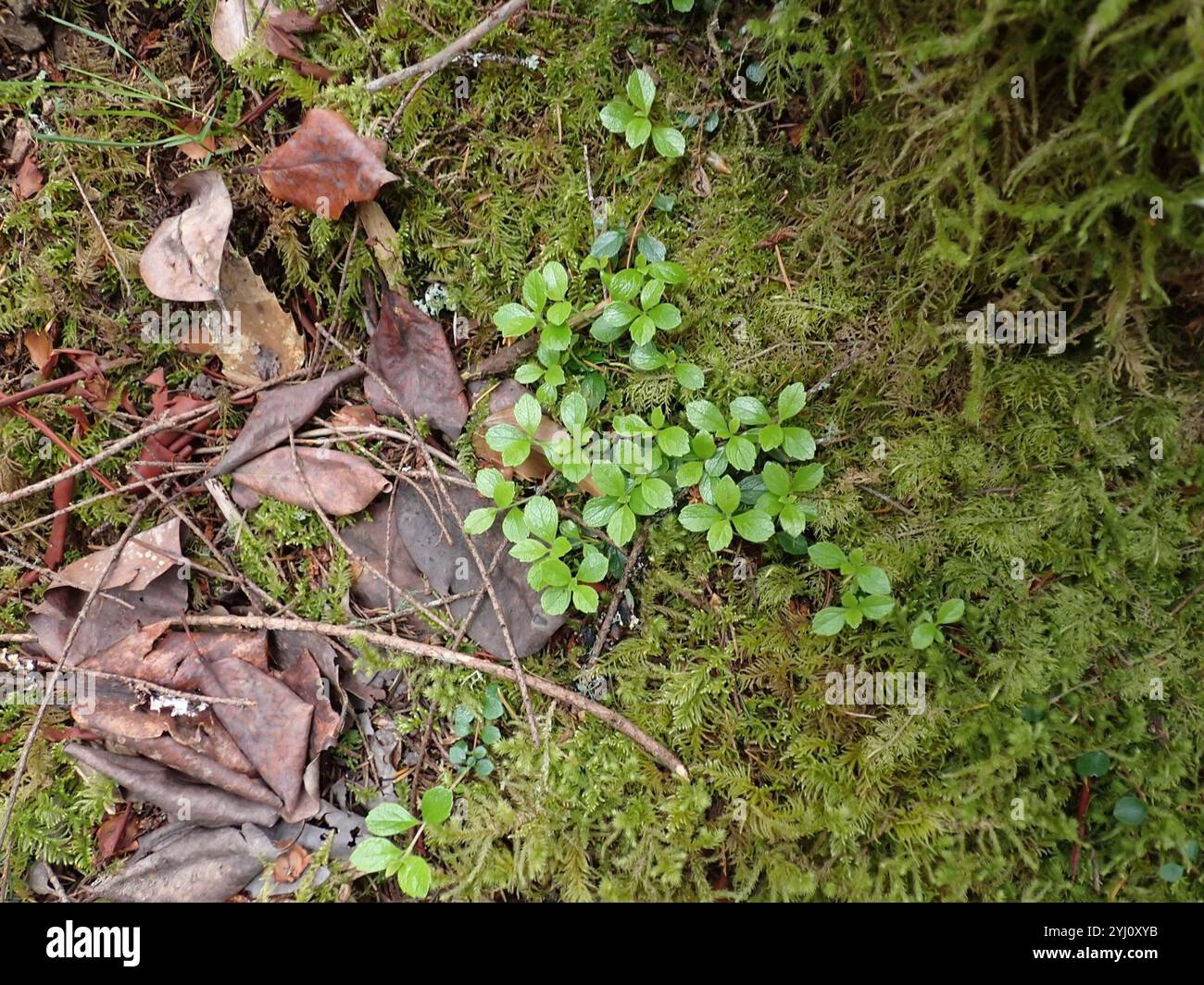 Twinflower (Linnaea borealis Stock Photo - Alamy