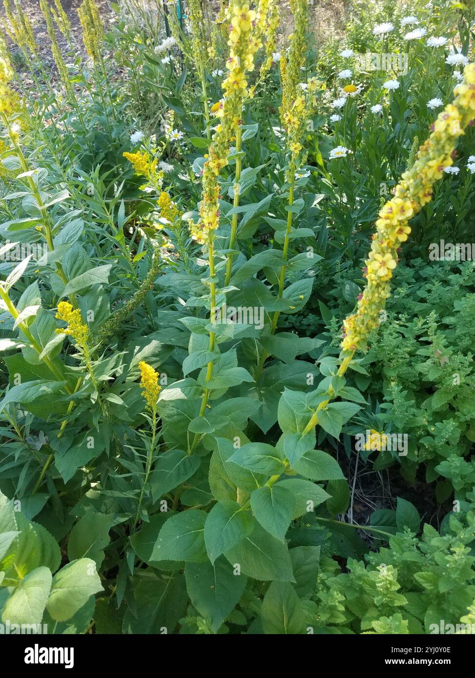 Dark Mullein (Verbascum nigrum Stock Photo - Alamy