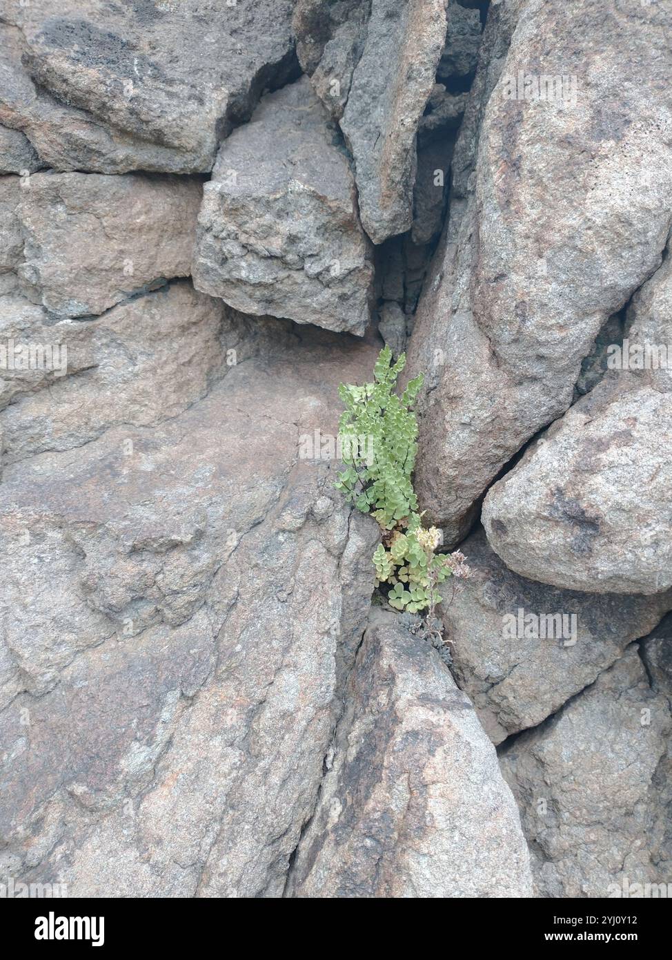 Brewer's cliffbrake (Pellaea breweri Stock Photo - Alamy