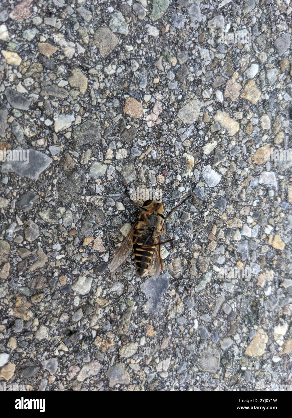 Dark Giant Horse Fly (Tabanus sudeticus Stock Photo - Alamy