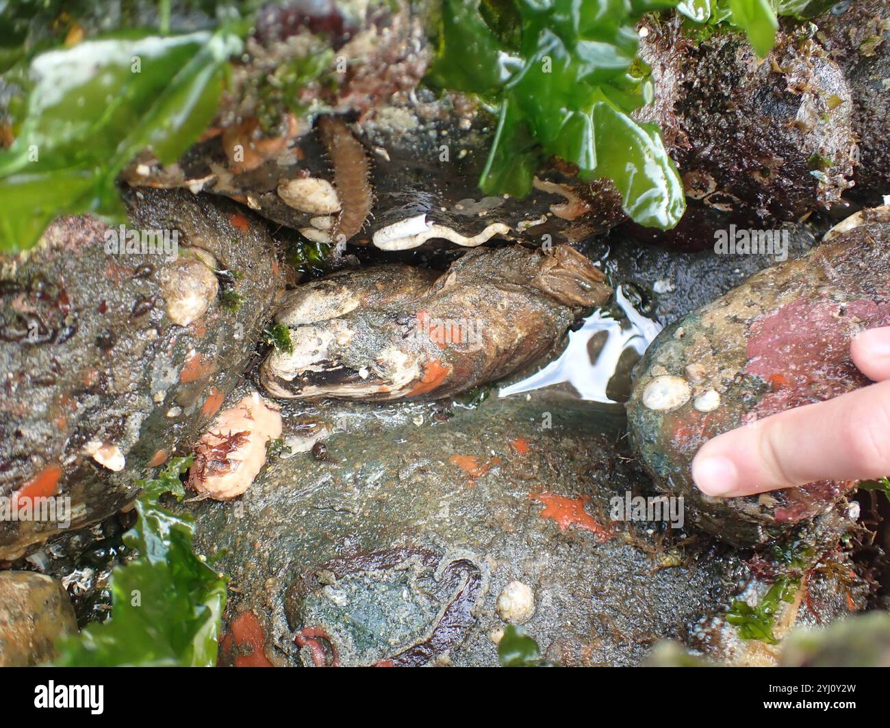 Wrinkled Rock Clam (Entodesma navicula Stock Photo - Alamy