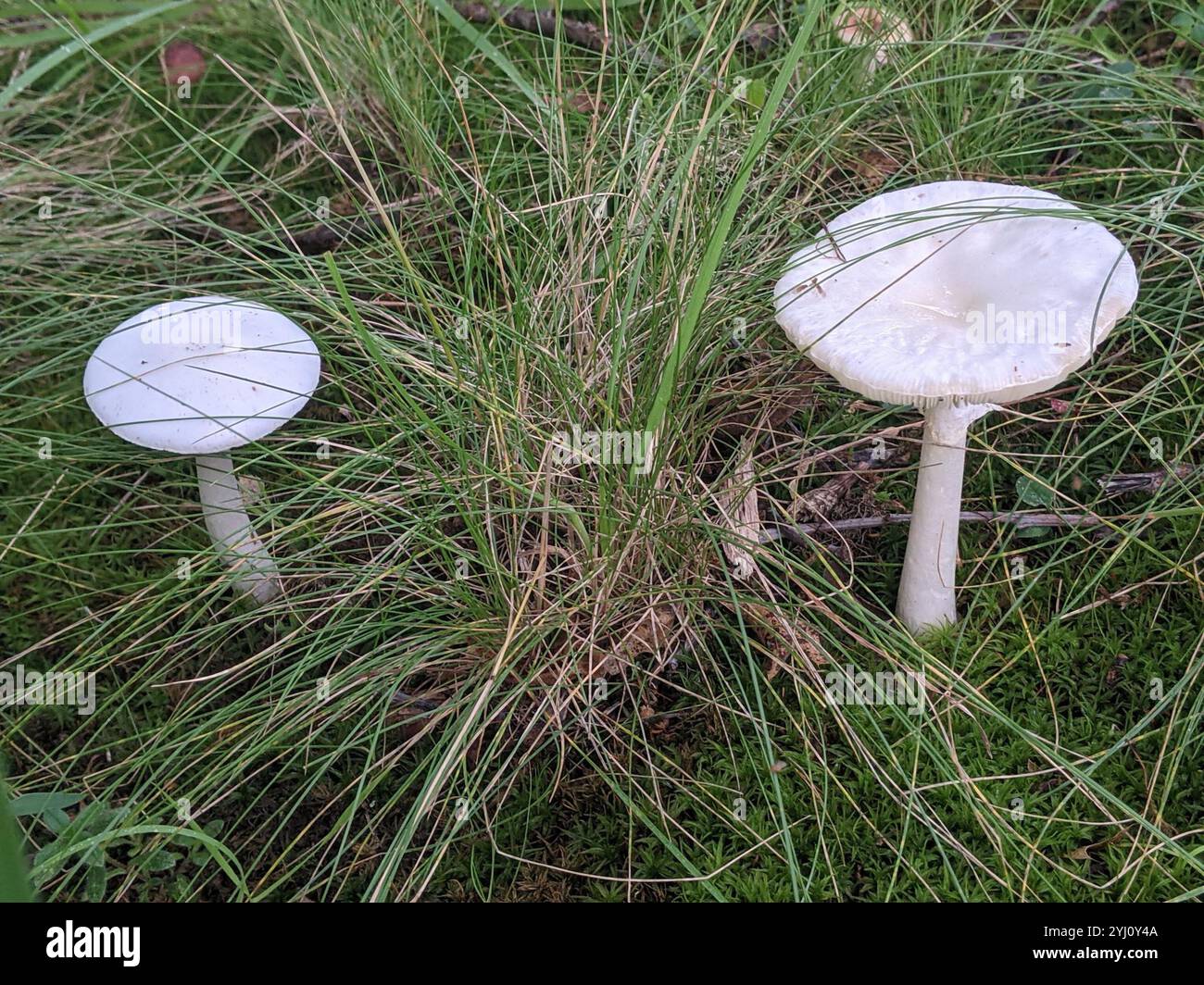 Phalloideae hi-res stock photography and images - Alamy