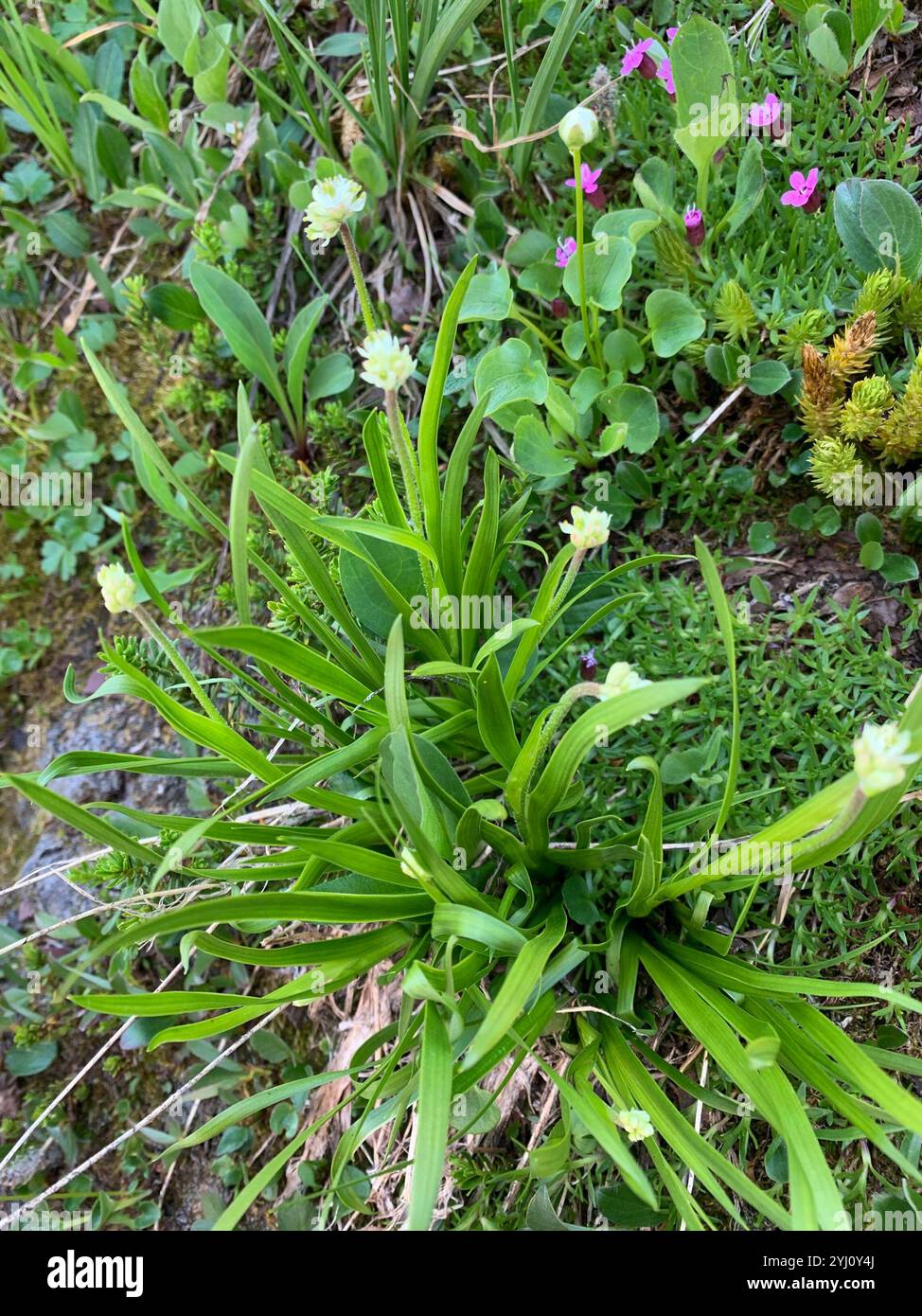 sticky false asphodels (Triantha Stock Photo - Alamy