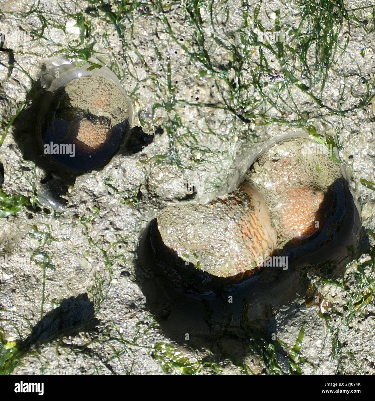 Rough piddock hi-res stock photography and images - Alamy