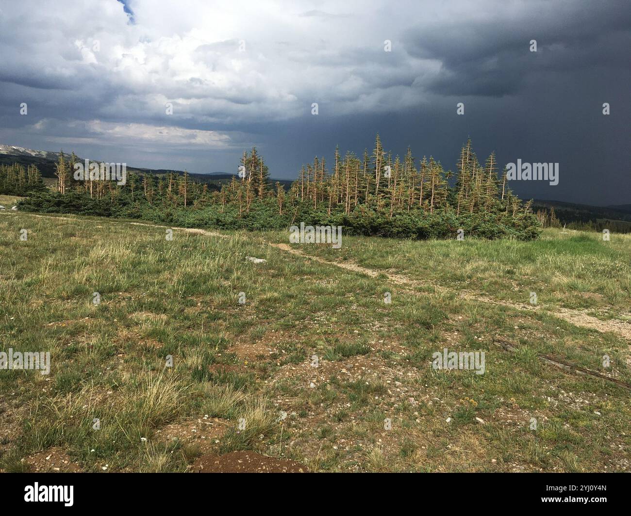 subalpine fir (Abies lasiocarpa Stock Photo - Alamy