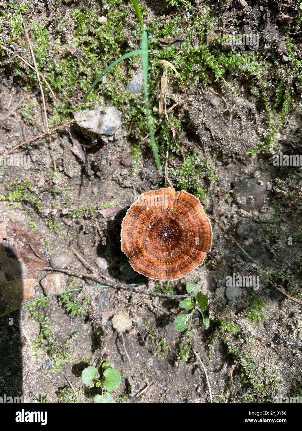Shiny cinnamon polypore (Coltricia cinnamomea Stock Photo - Alamy