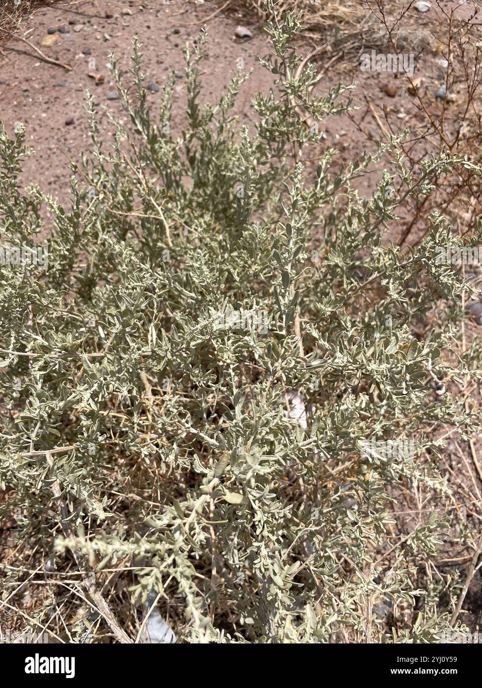 Fourwing Saltbush (Atriplex canescens Stock Photo - Alamy