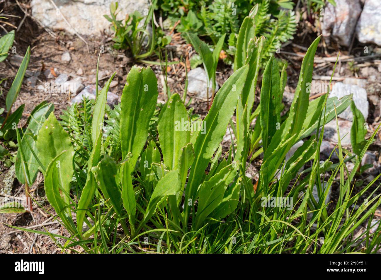 Thickleaf Ragwort (Senecio crassulus Stock Photo - Alamy