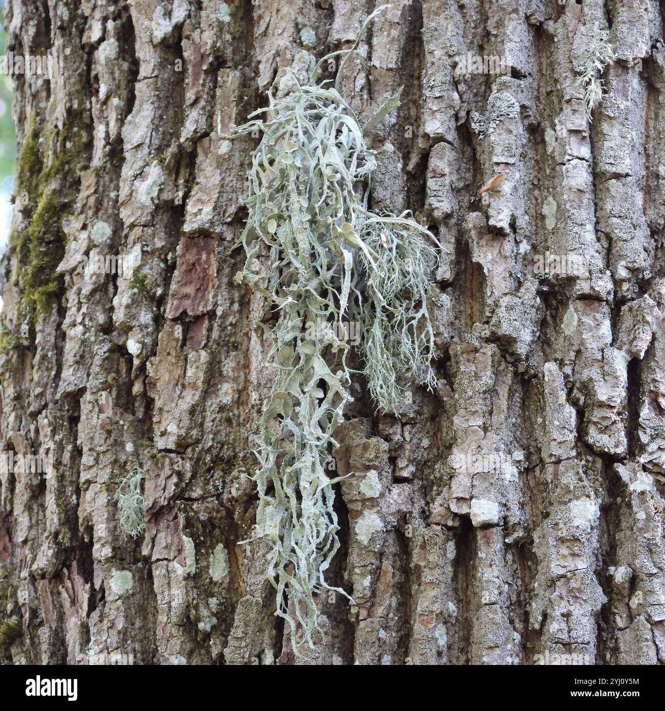 Cartilage lichen hi-res stock photography and images - Alamy