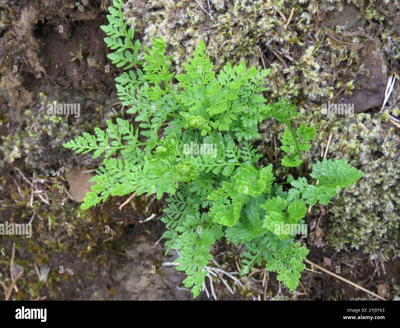 American parsley fern (Cryptogramma acrostichoides Stock Photo - Alamy