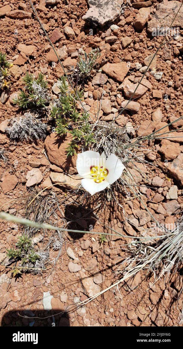 Sego lily calochortus nuttallii hi-res stock photography and images - Alamy