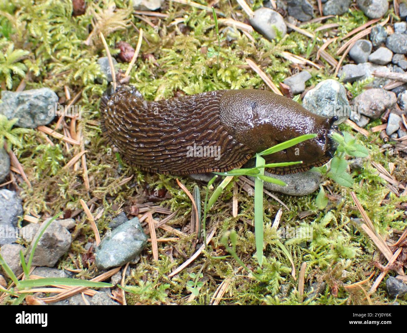 Arion Slugs (Arion Stock Photo - Alamy