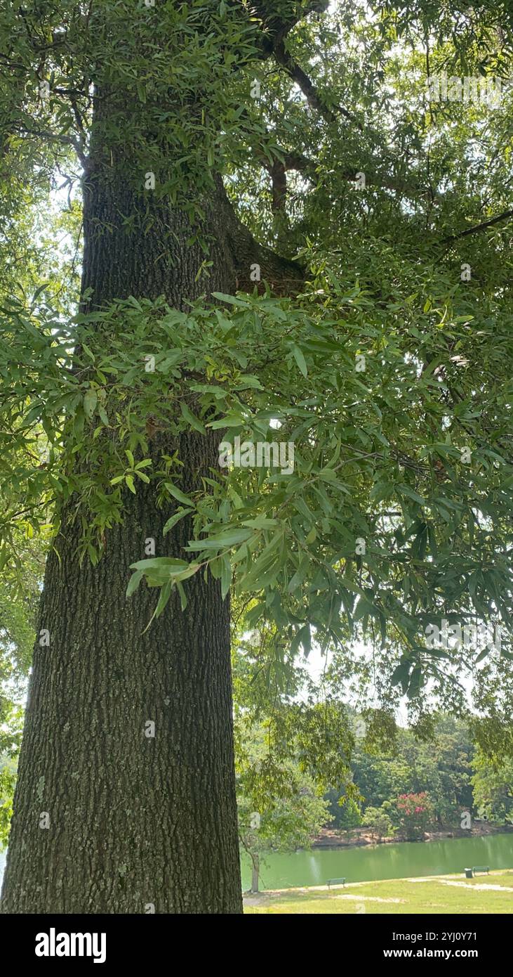 willow oak (Quercus phellos Stock Photo - Alamy