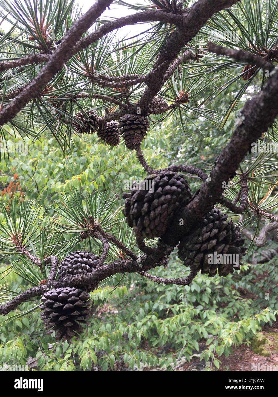 pitch pine (Pinus rigida Stock Photo - Alamy