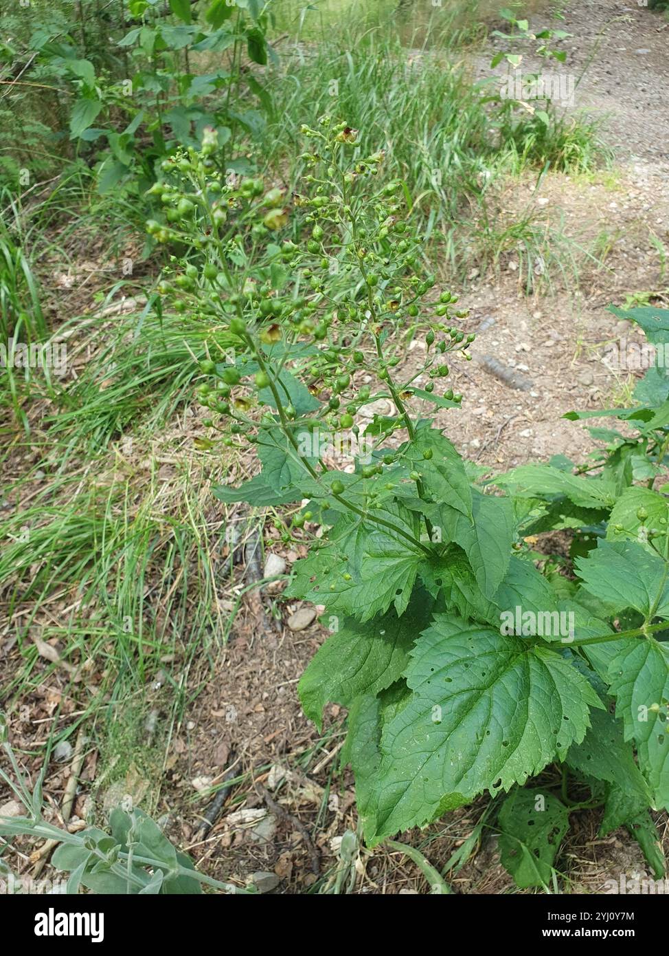 Common Figwort (Scrophularia nodosa Stock Photo - Alamy
