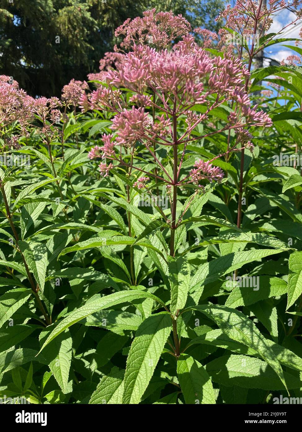 spotted Joe-Pye weed (Eutrochium maculatum Stock Photo - Alamy