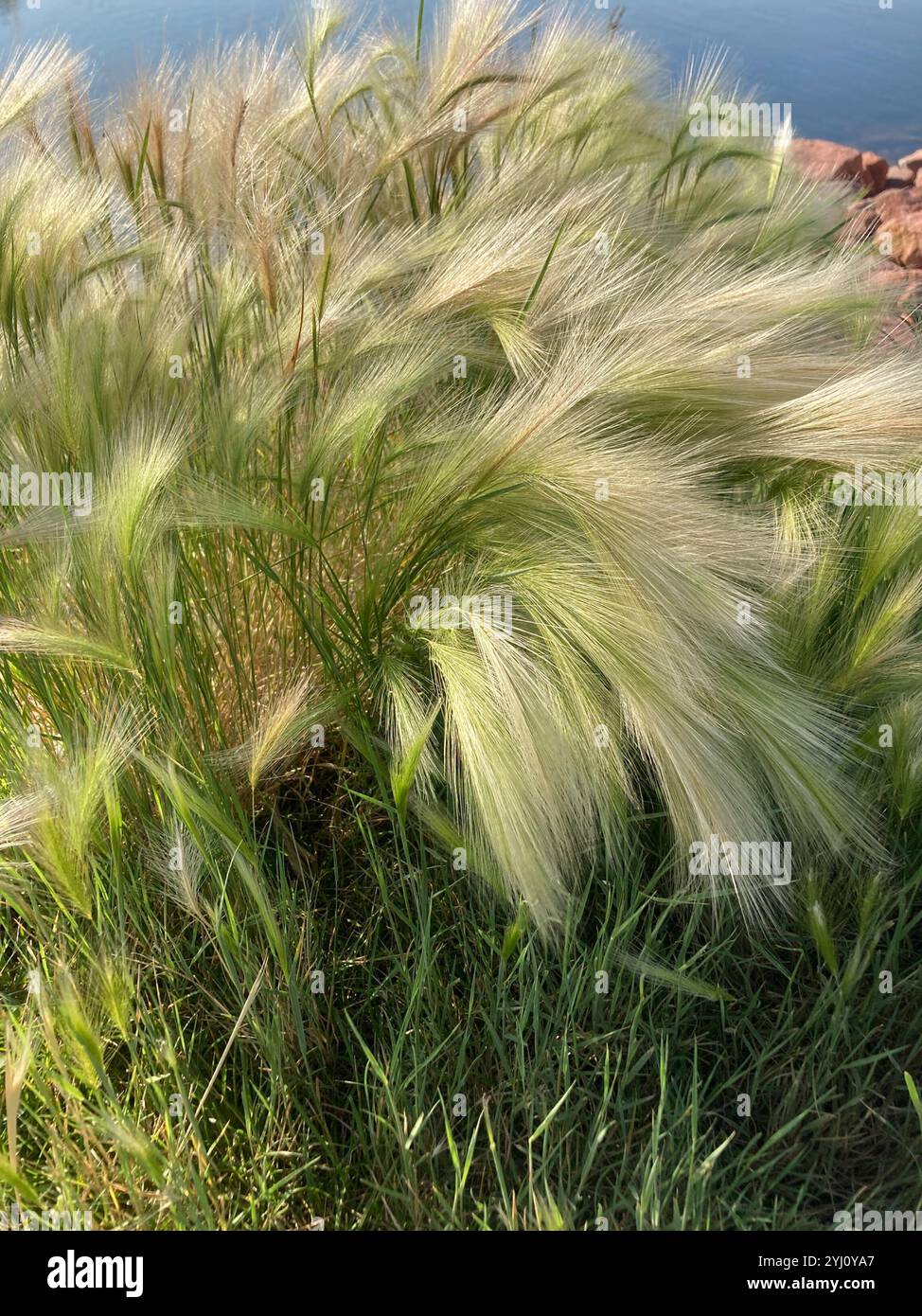 Foxtail Barley (Hordeum jubatum Stock Photo - Alamy