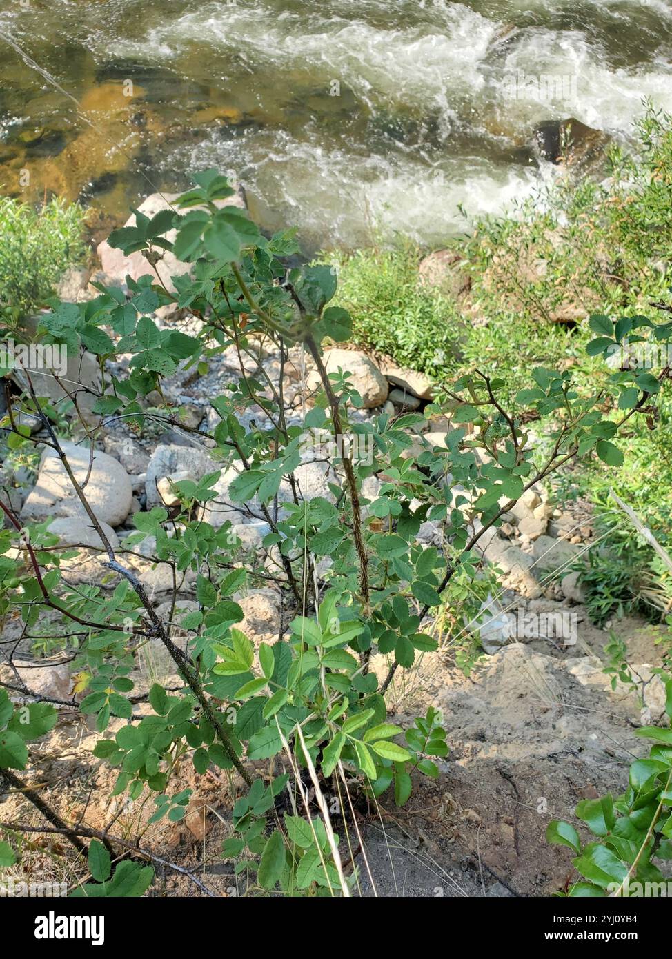 Prickly Wild Rose (Rosa acicularis Stock Photo - Alamy