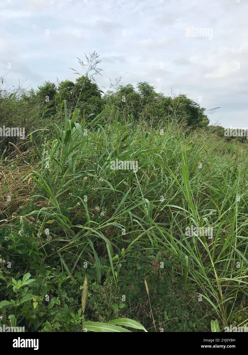 Johnson grass (Sorghum halepense Stock Photo - Alamy