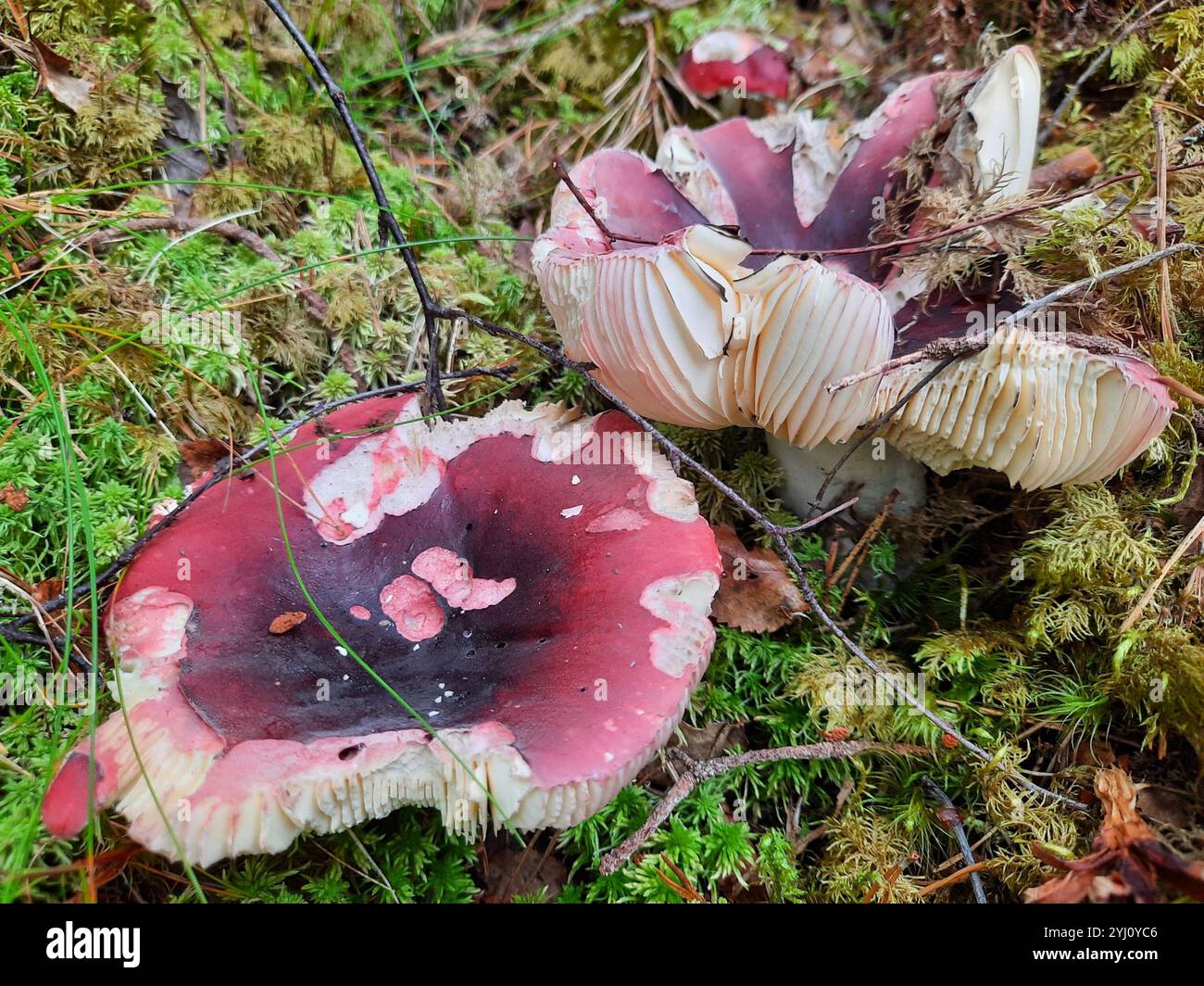 Primrose Brittlegill (Russula sardonia Stock Photo - Alamy