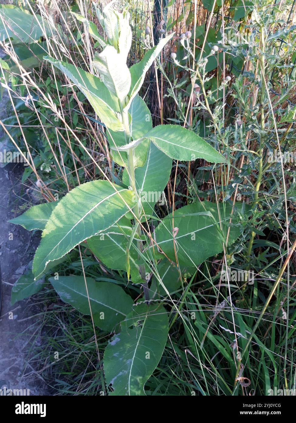 Inula racemosa hi-res stock photography and images - Alamy