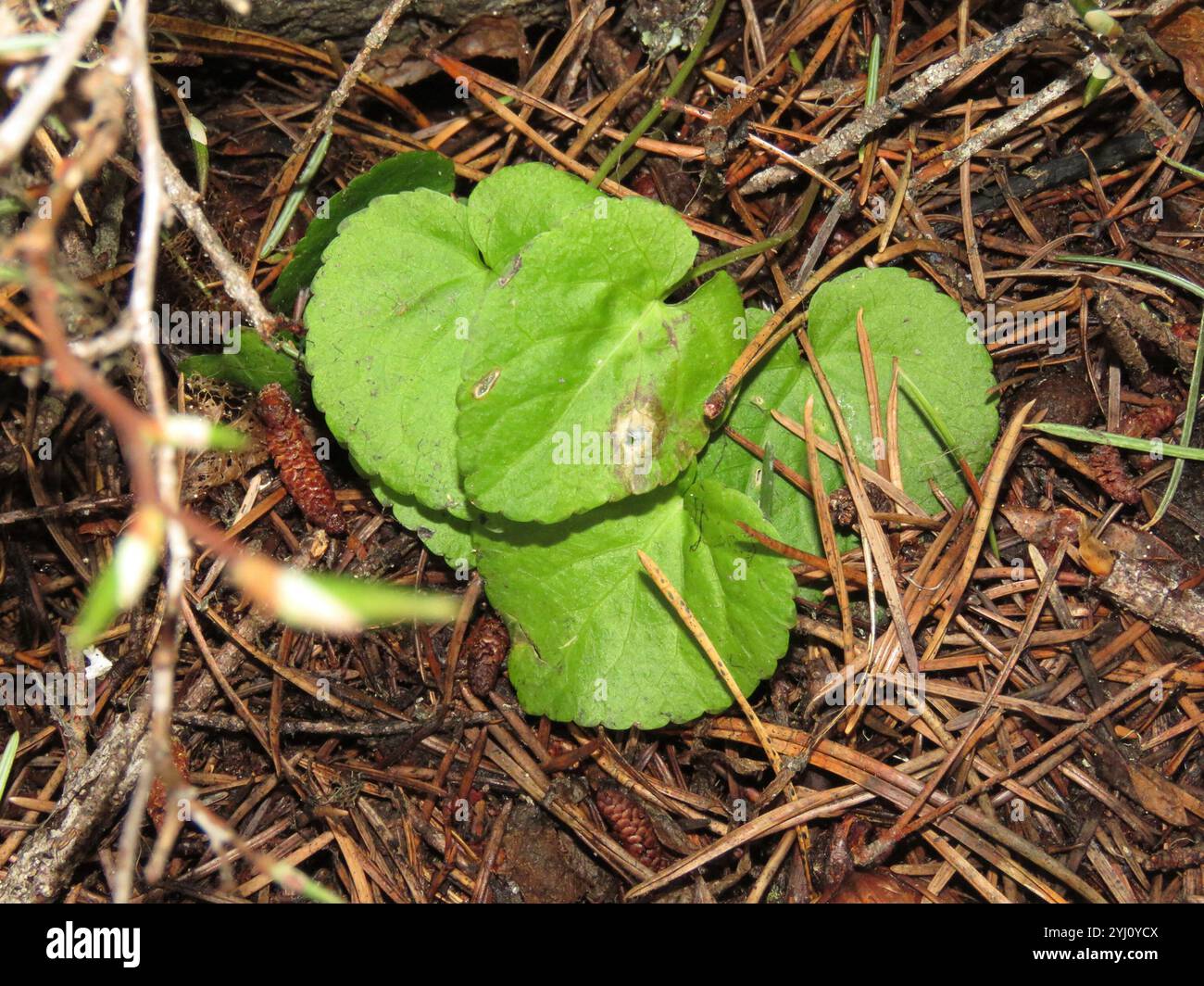 western roundleaf violet (Viola orbiculata Stock Photo - Alamy
