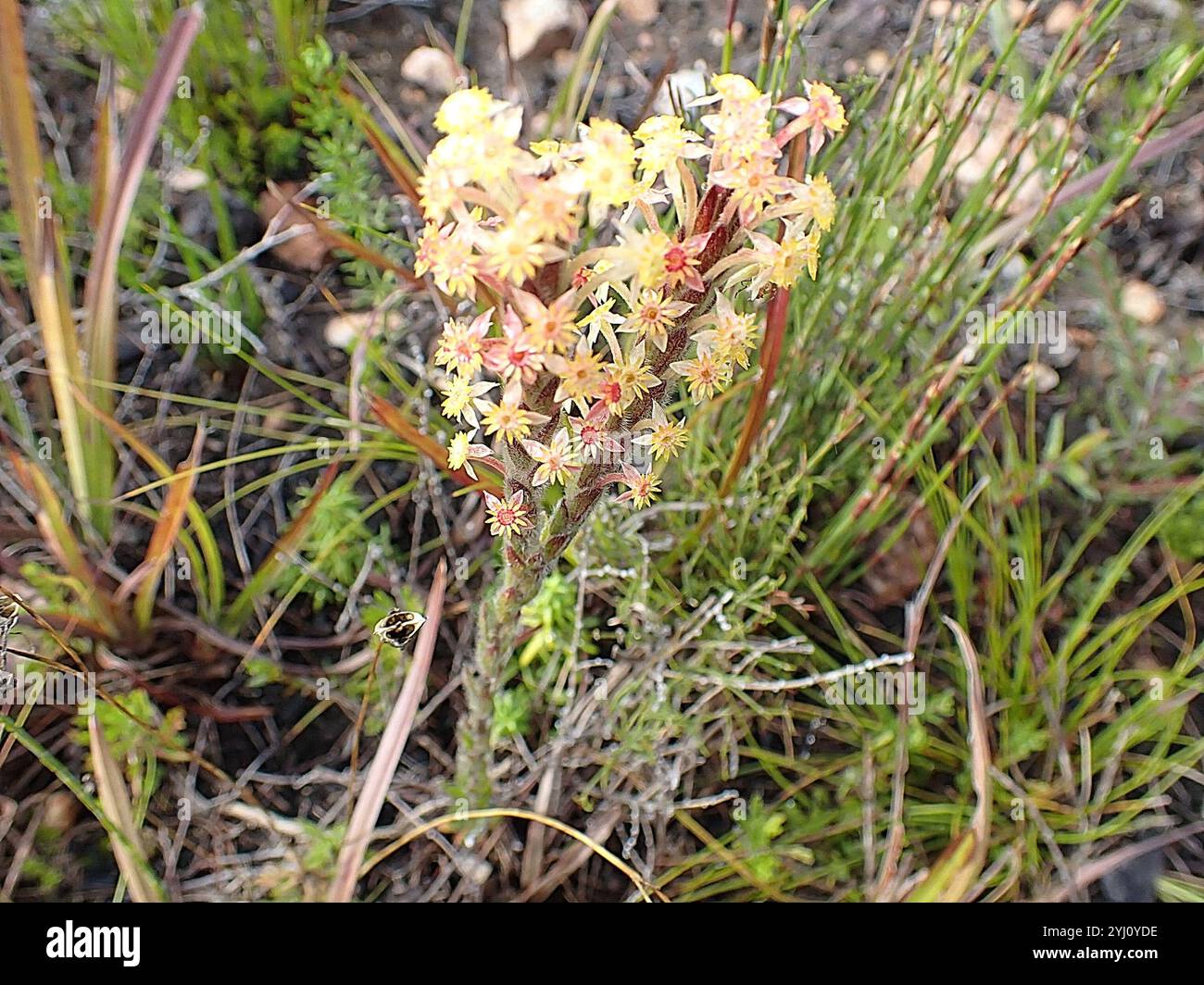 Woolly Capespray (Struthiola tomentosa Stock Photo - Alamy