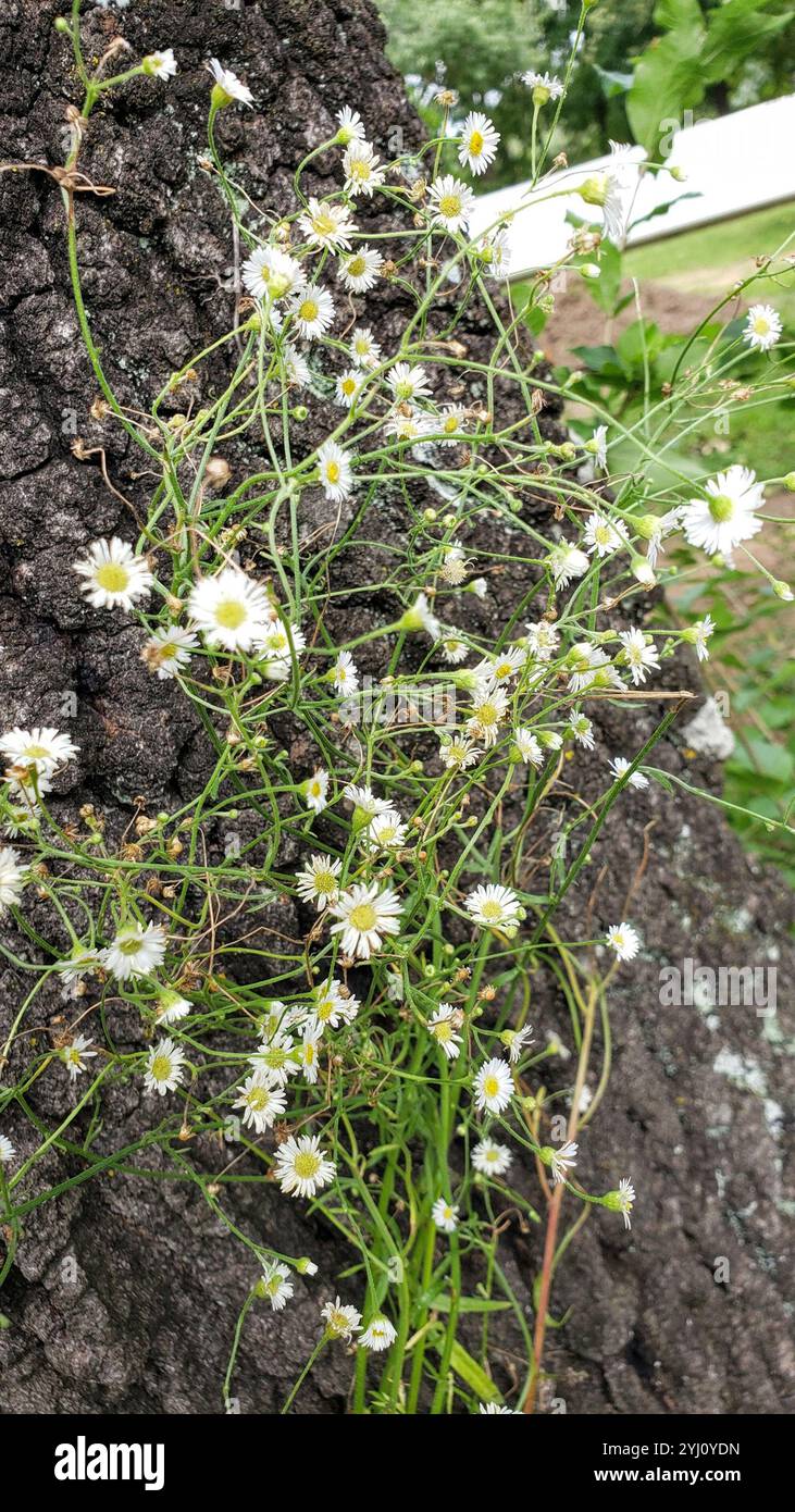 Smallhead Doll's Daisy (Boltonia diffusa Stock Photo - Alamy