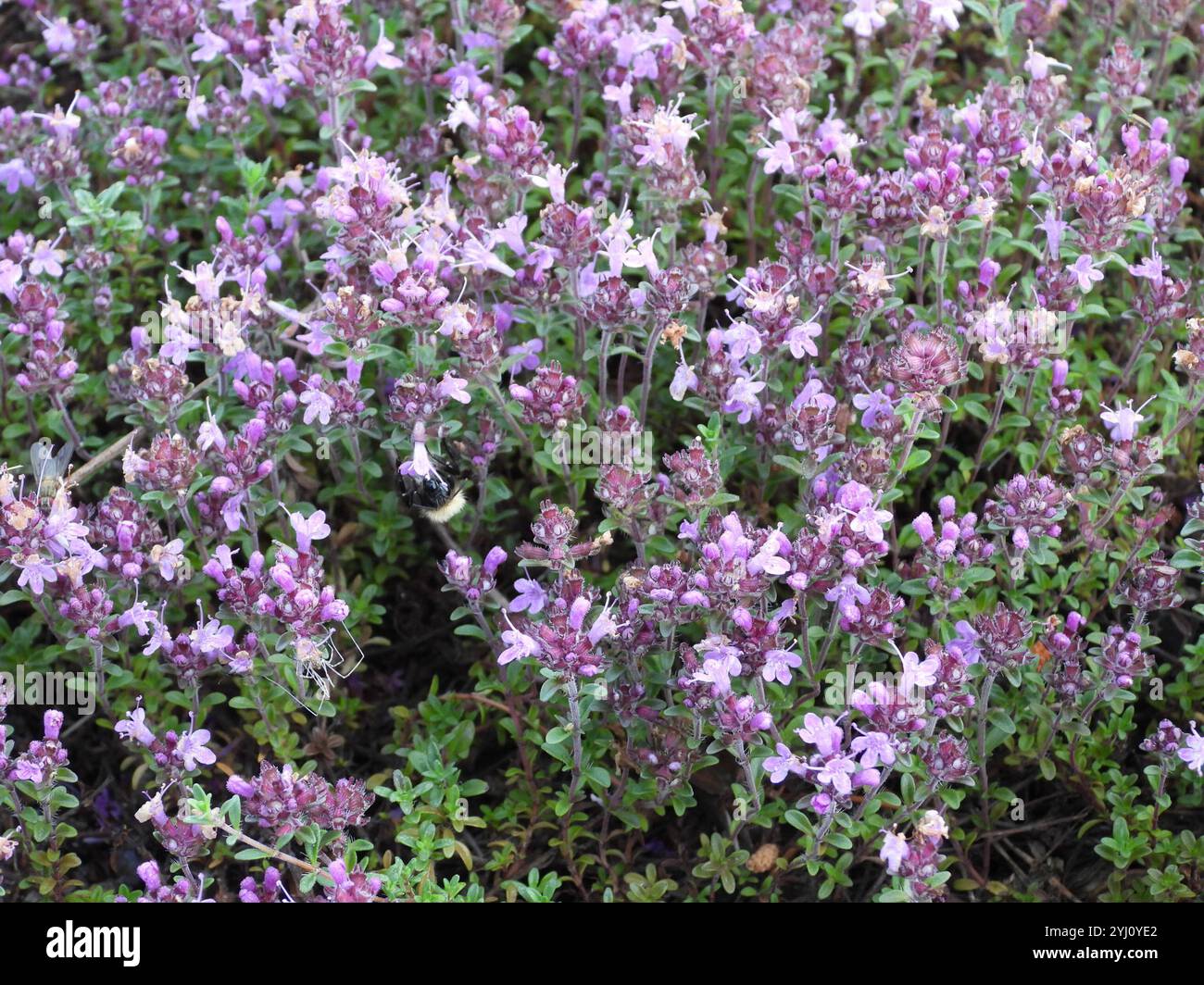 wild thyme (Thymus serpyllum Stock Photo - Alamy