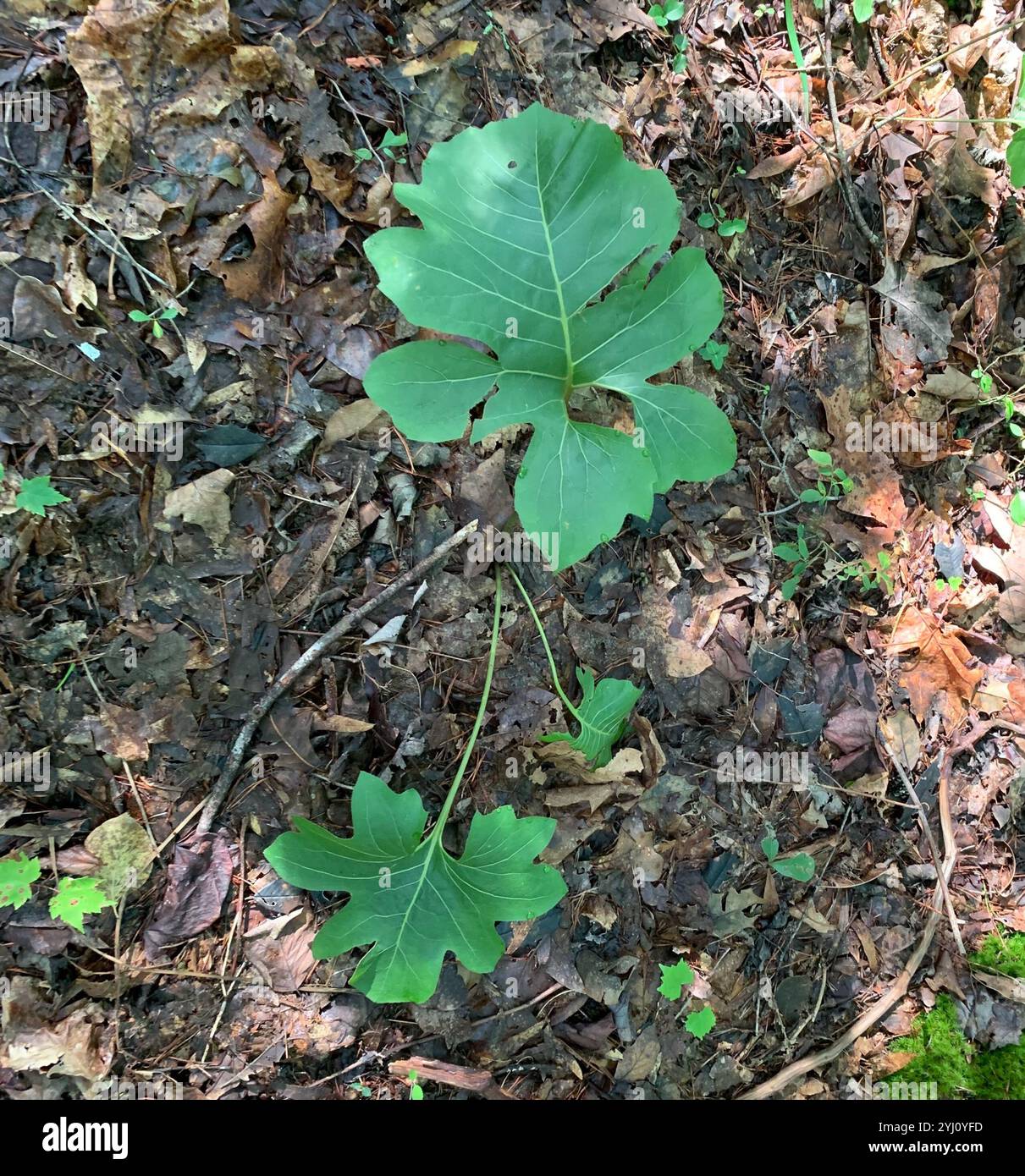 Kidney-leaf Rosinweed (Silphium compositum Stock Photo - Alamy