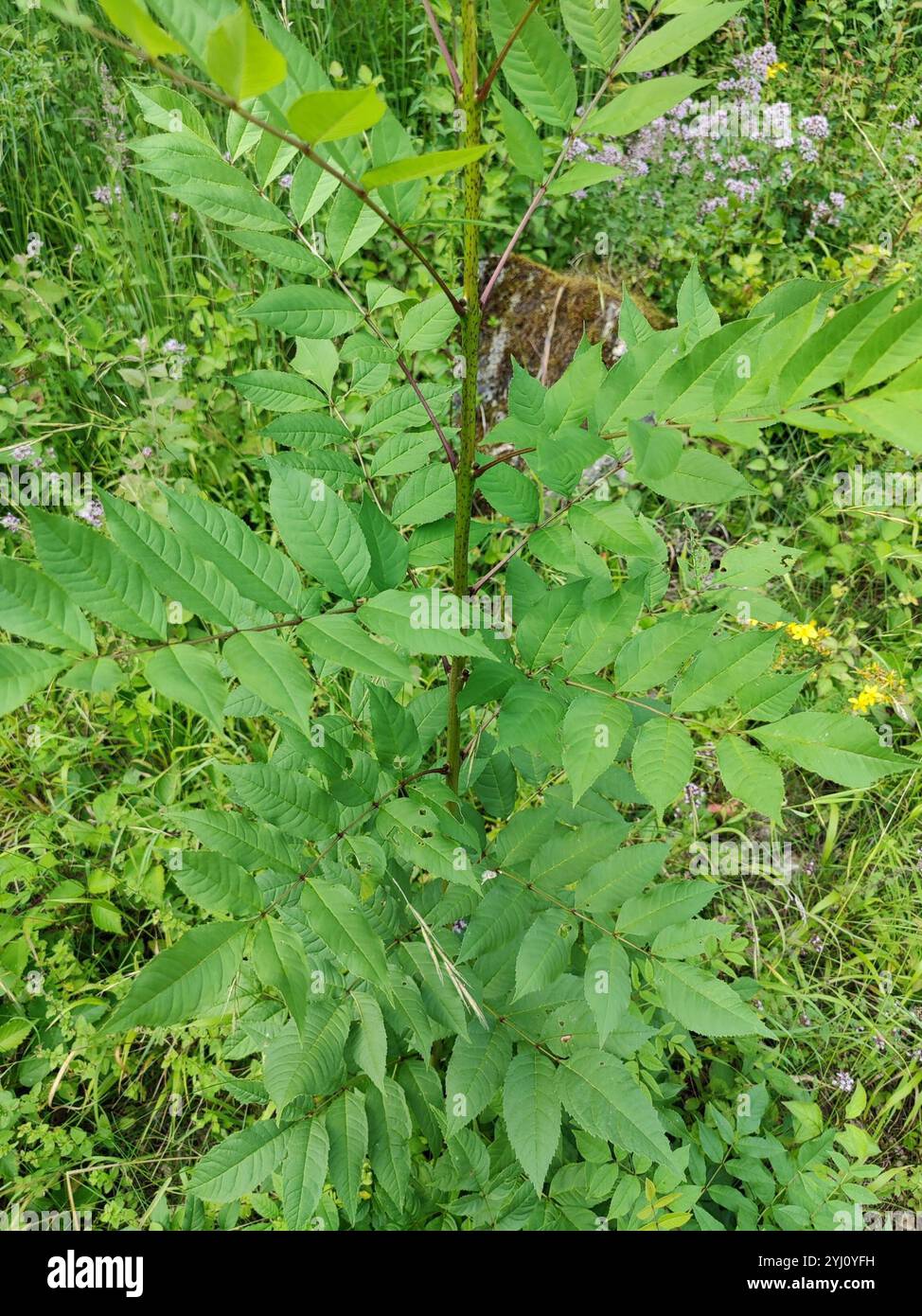 European ash (Fraxinus excelsior Stock Photo - Alamy