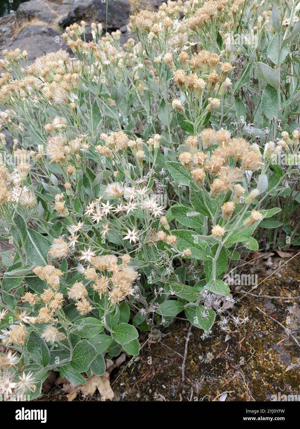 Littleleaf Silverback (Luina hypoleuca Stock Photo - Alamy